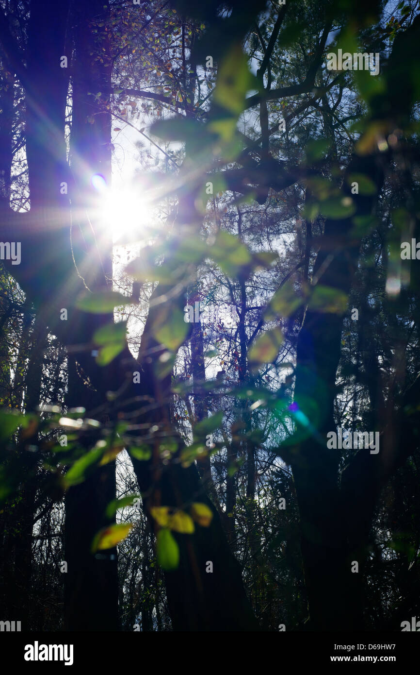 Silhouette trees at forest lens flare hi-res stock photography and ...