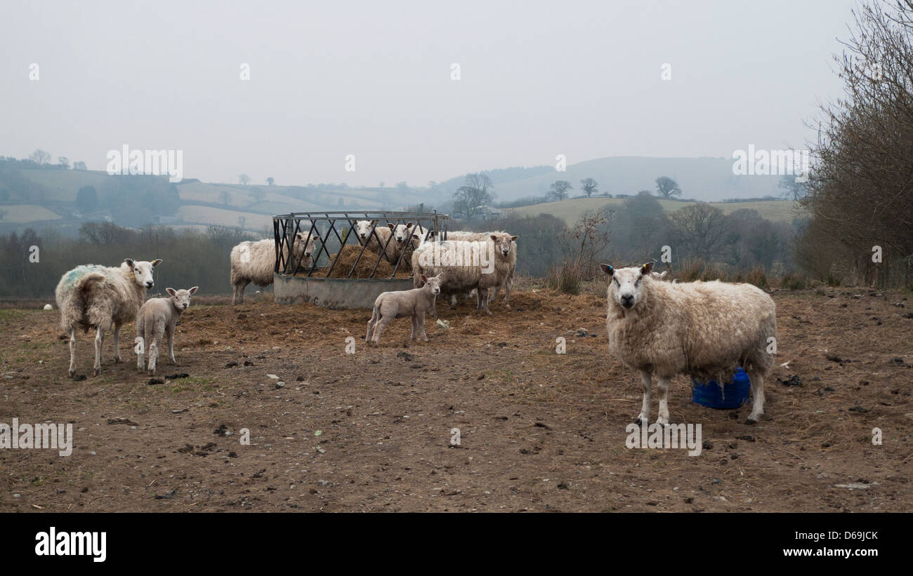 Welsh lamb in spring hi-res stock photography and images - Alamy