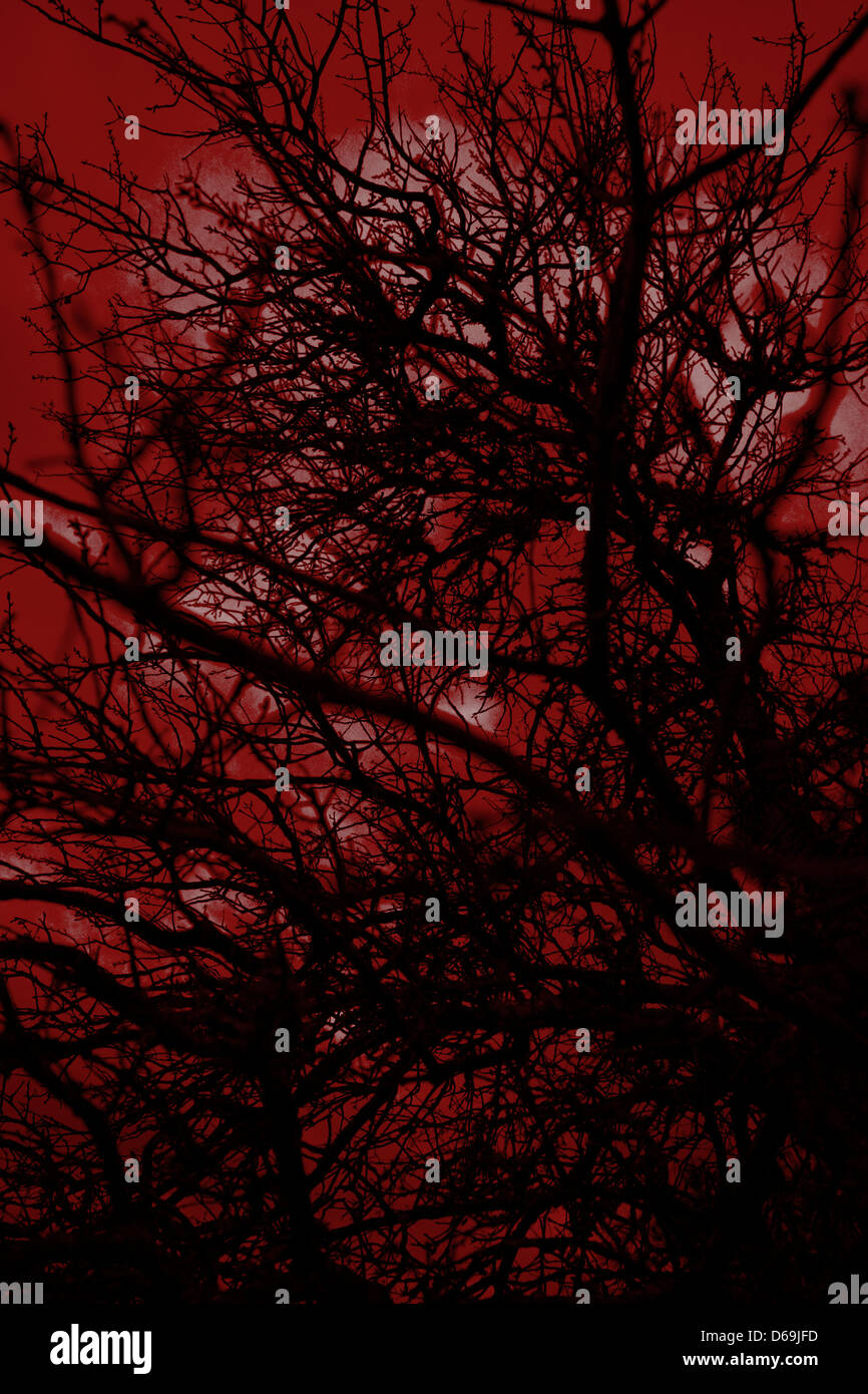 Abstract or tree branches in twilight. Blood red Stock Photo - Alamy
