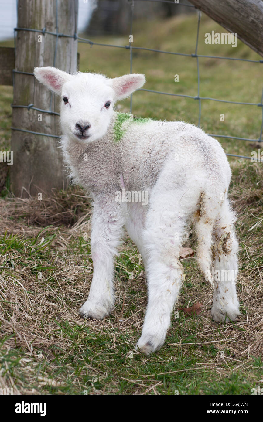 Young lamb in April, England, UK Stock Photo - Alamy
