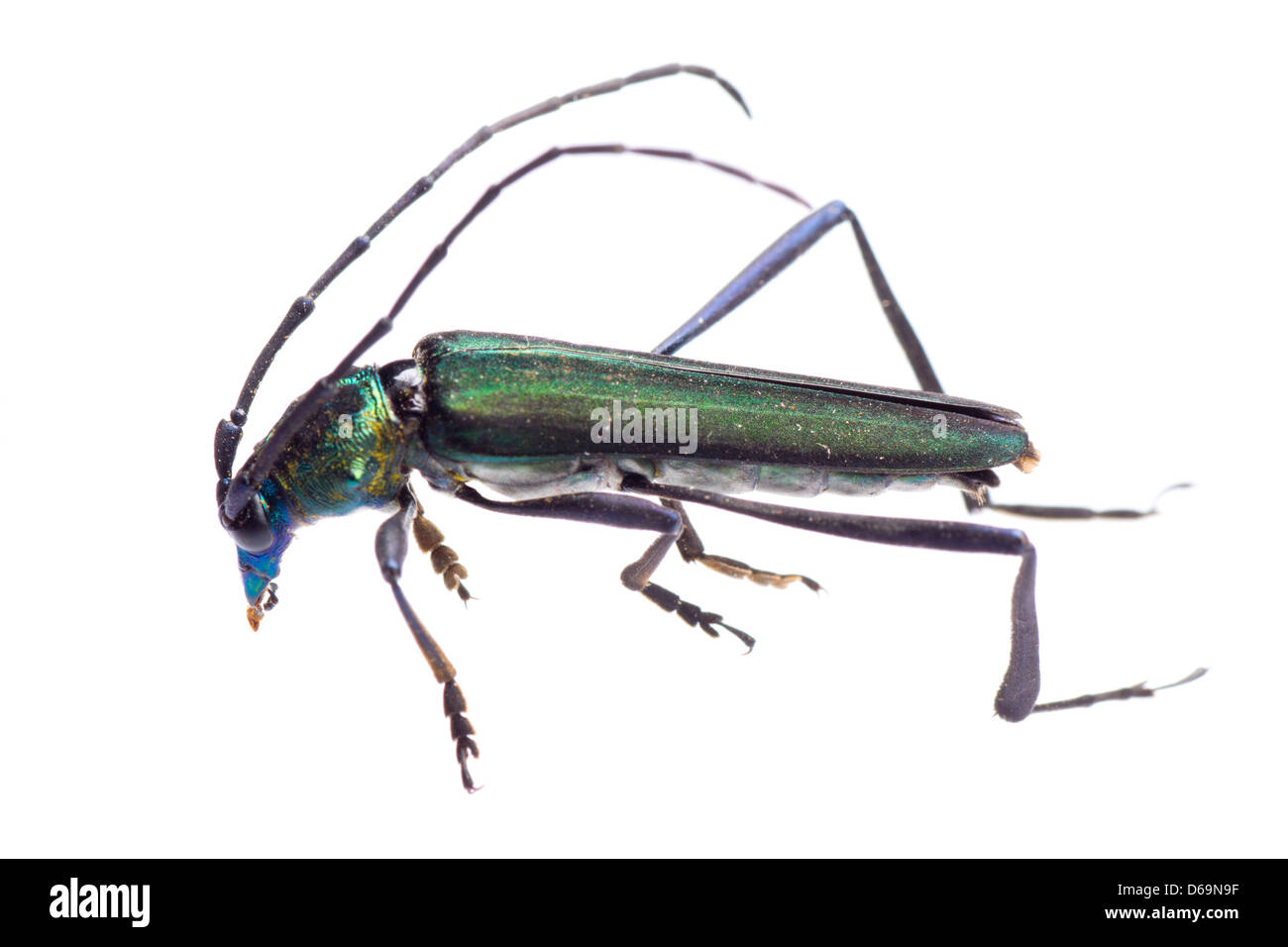 longicorn longhorn beetle Stock Photo - Alamy