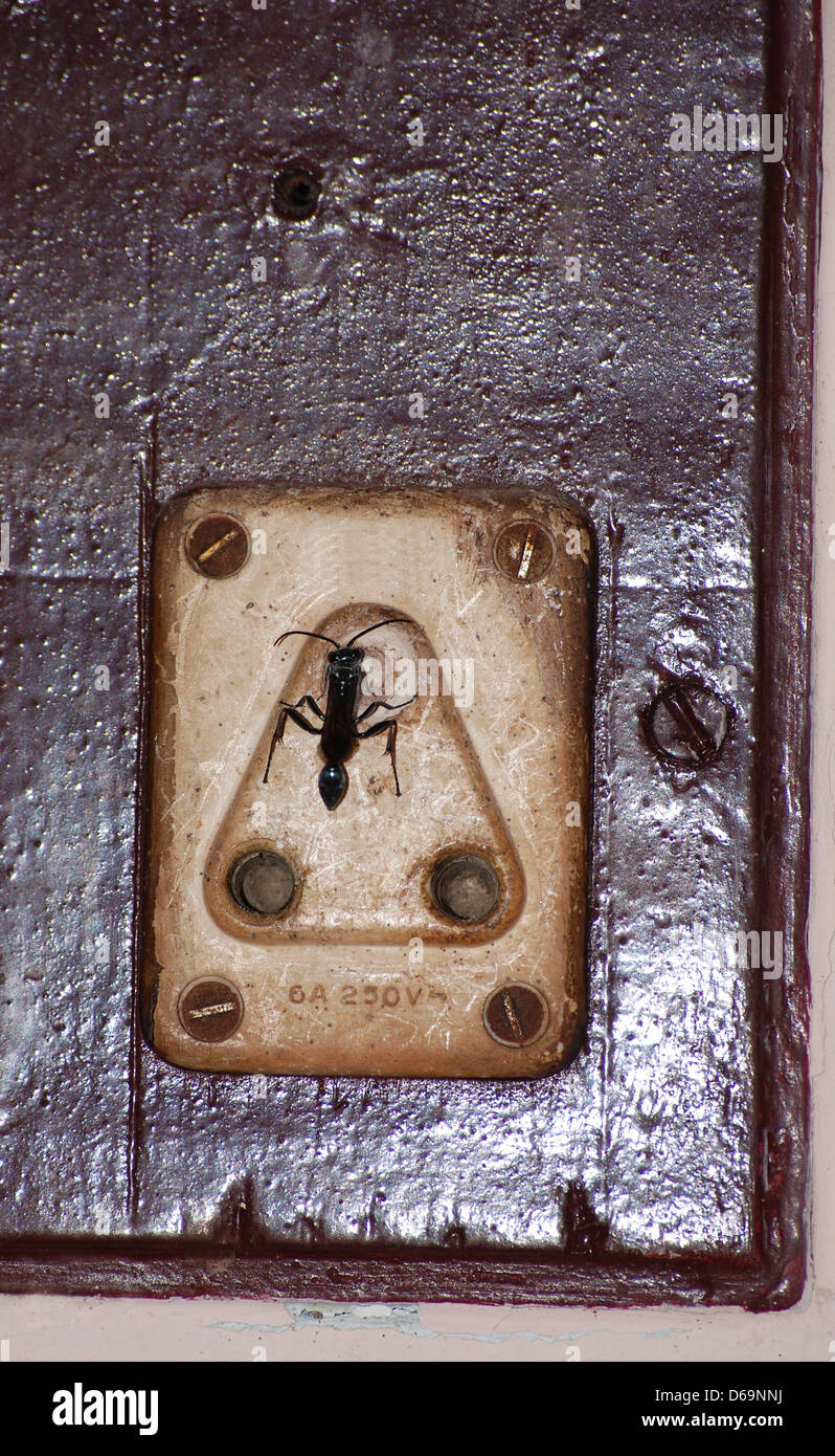 wasp making nest in a three pin electric socket Stock Photo - Alamy