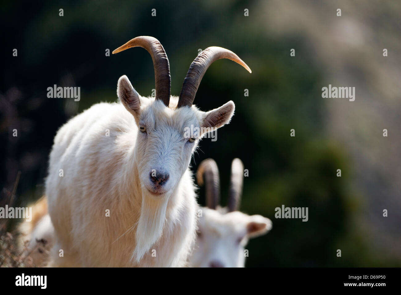 Burrington combe hi-res stock photography and images - Alamy