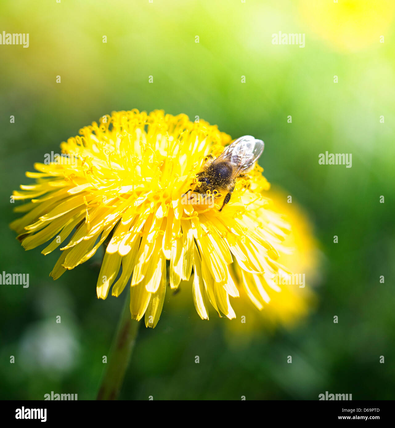 bee gathering pollen of dandelion, macro photography Stock Photo - Alamy