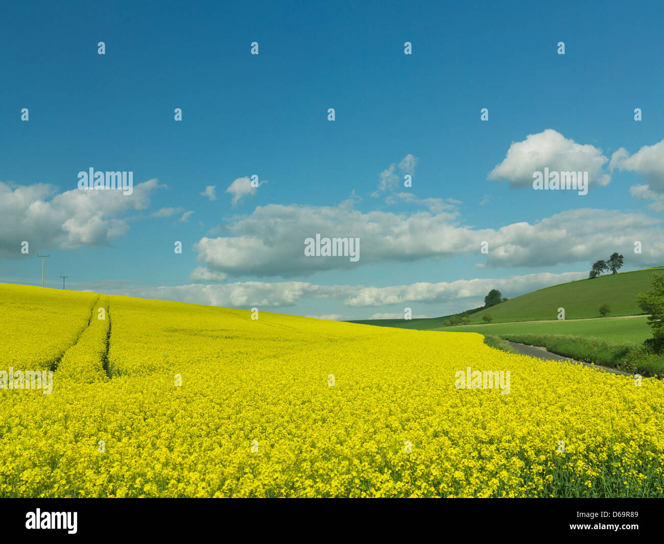 Rapeseed fields in rural landscape Stock Photo - Alamy