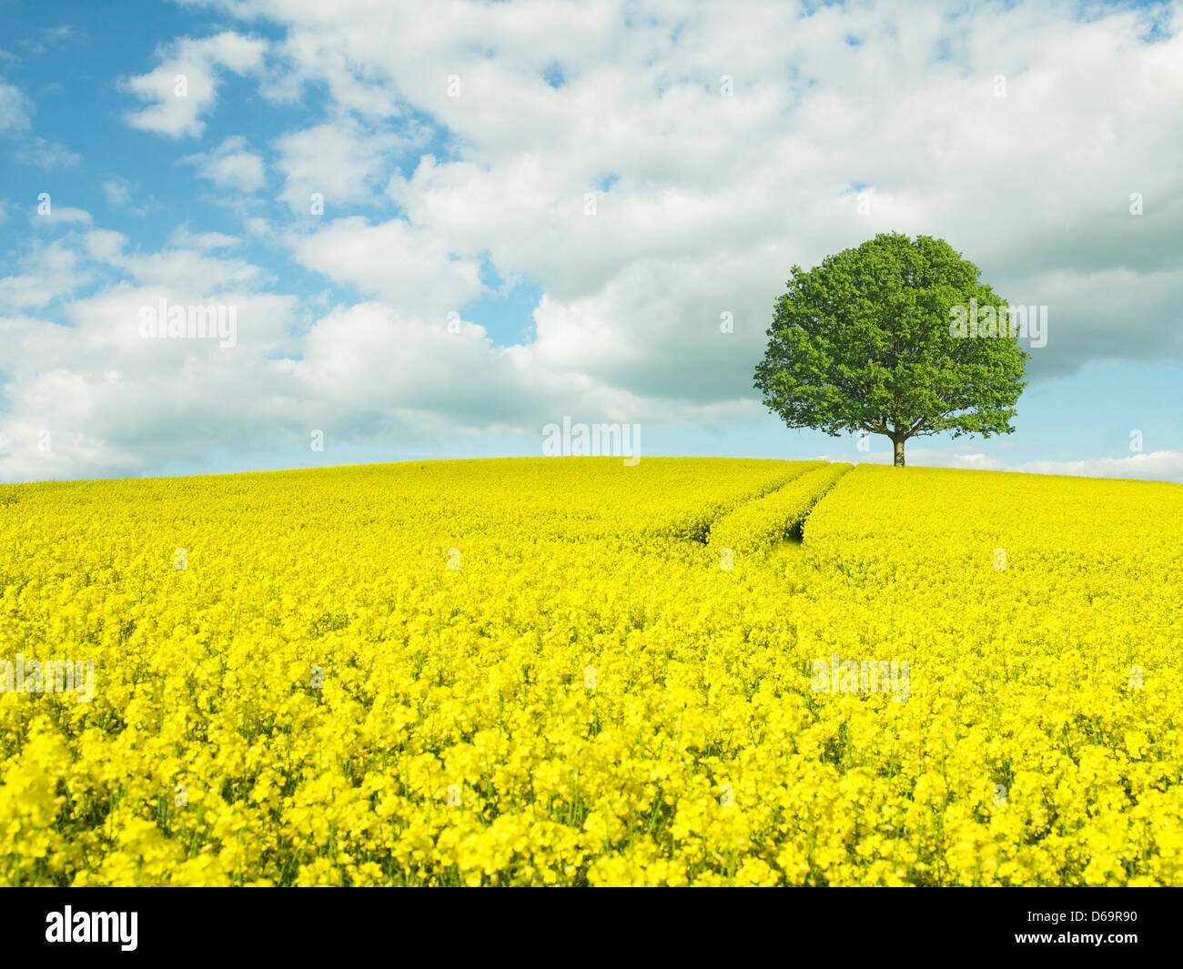 Rapeseed fields in rural landscape Stock Photo - Alamy