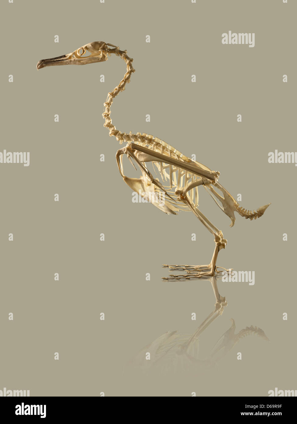 Animal Skeleton High Resolution Stock Photography and Images - Alamy