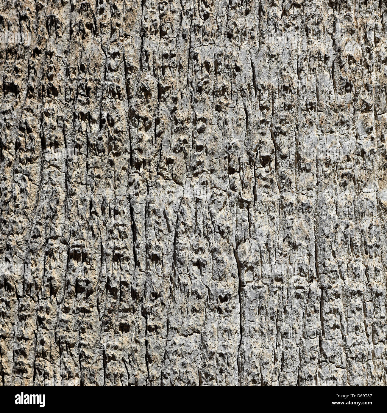 Old olive tree texture Stock Photo - Alamy