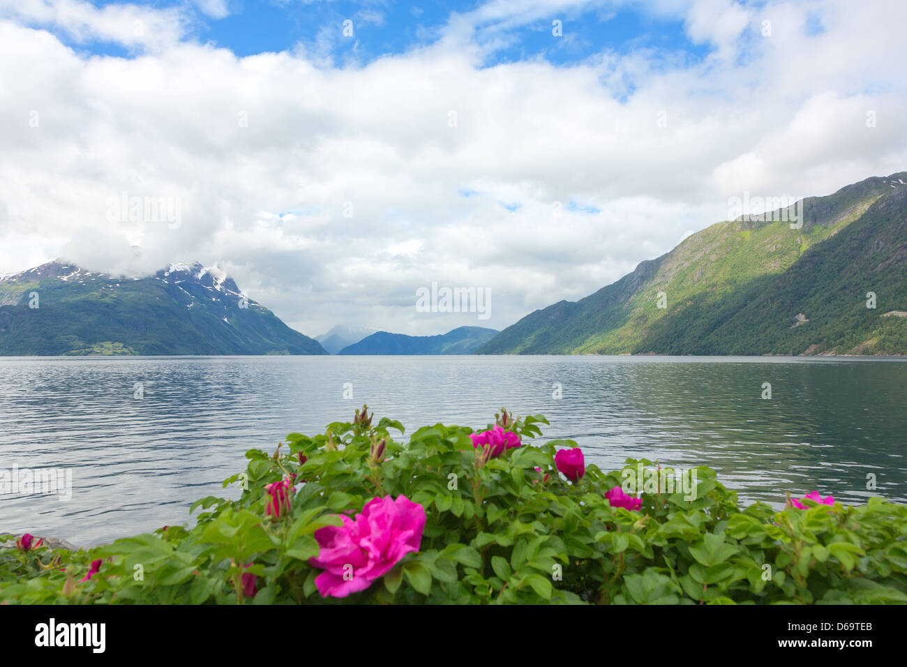 Norwegian rose hi-res stock photography and images - Alamy