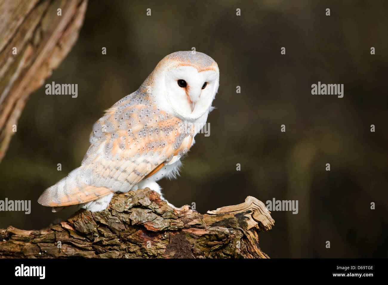 Portrait female barn owl hi-res stock photography and images - Alamy