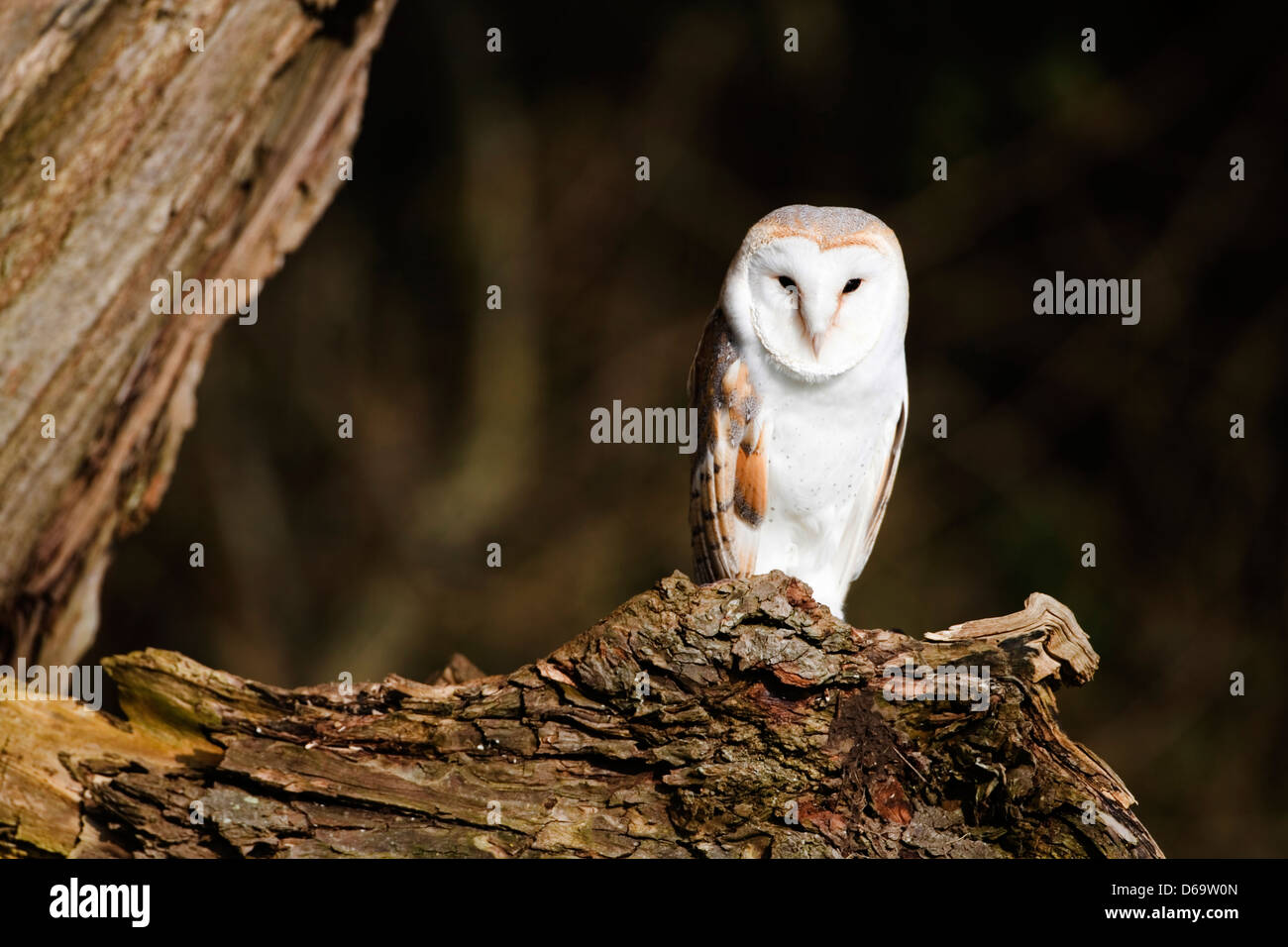 Natural owl pose hi-res stock photography and images - Alamy
