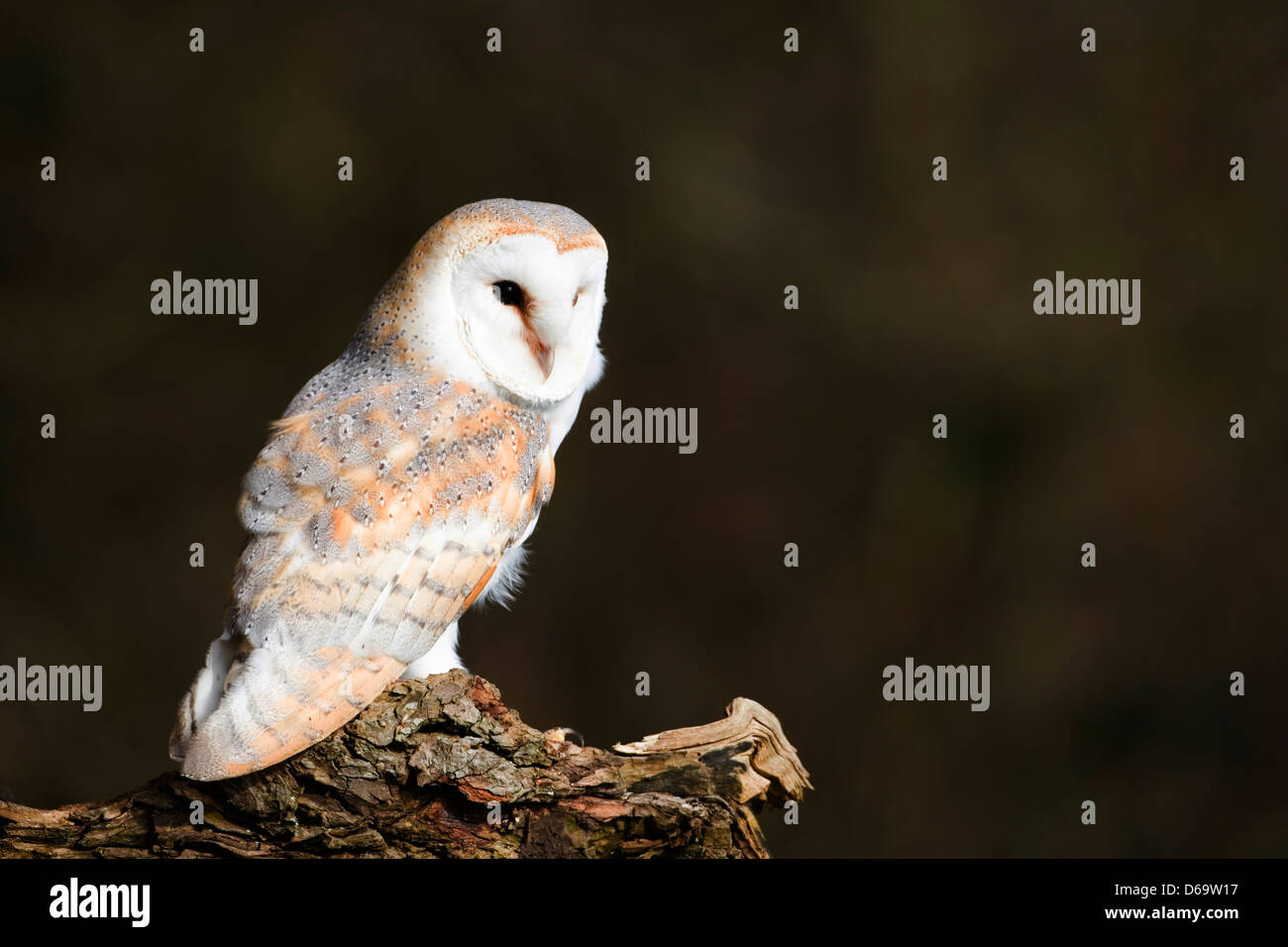 Natural owl pose hi-res stock photography and images - Alamy