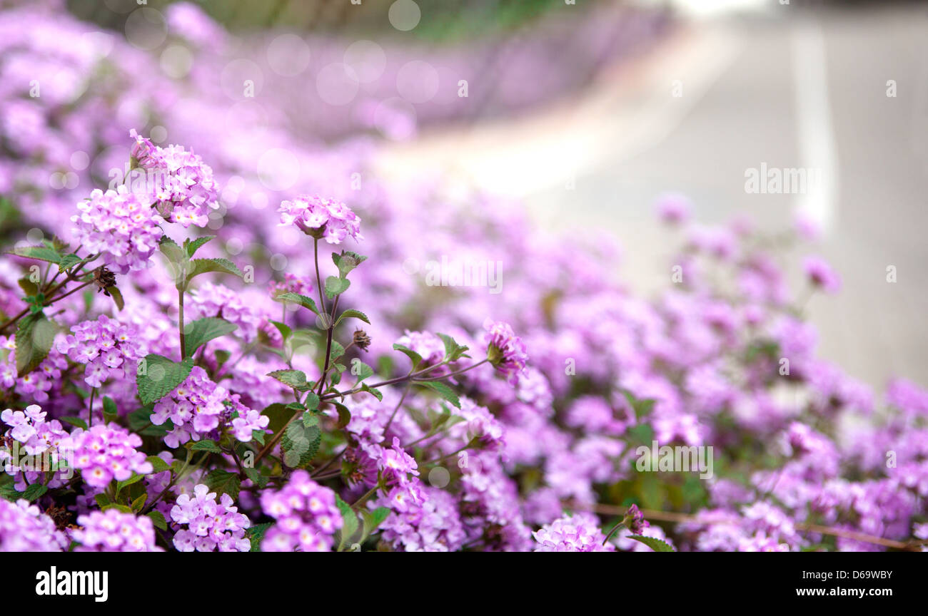 Purple road hi-res stock photography and images - Alamy