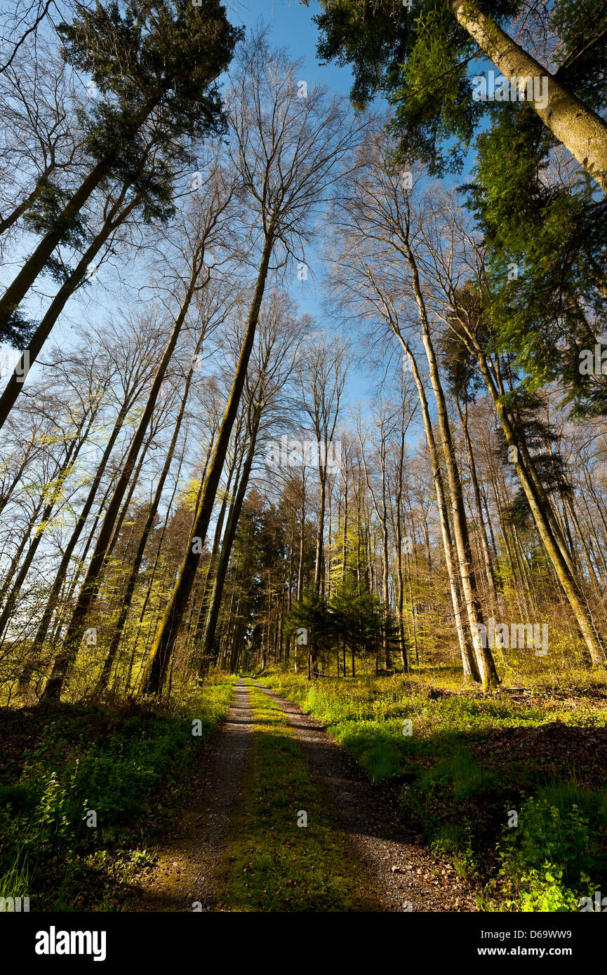 Gravel road spruce forest hi-res stock photography and images - Alamy