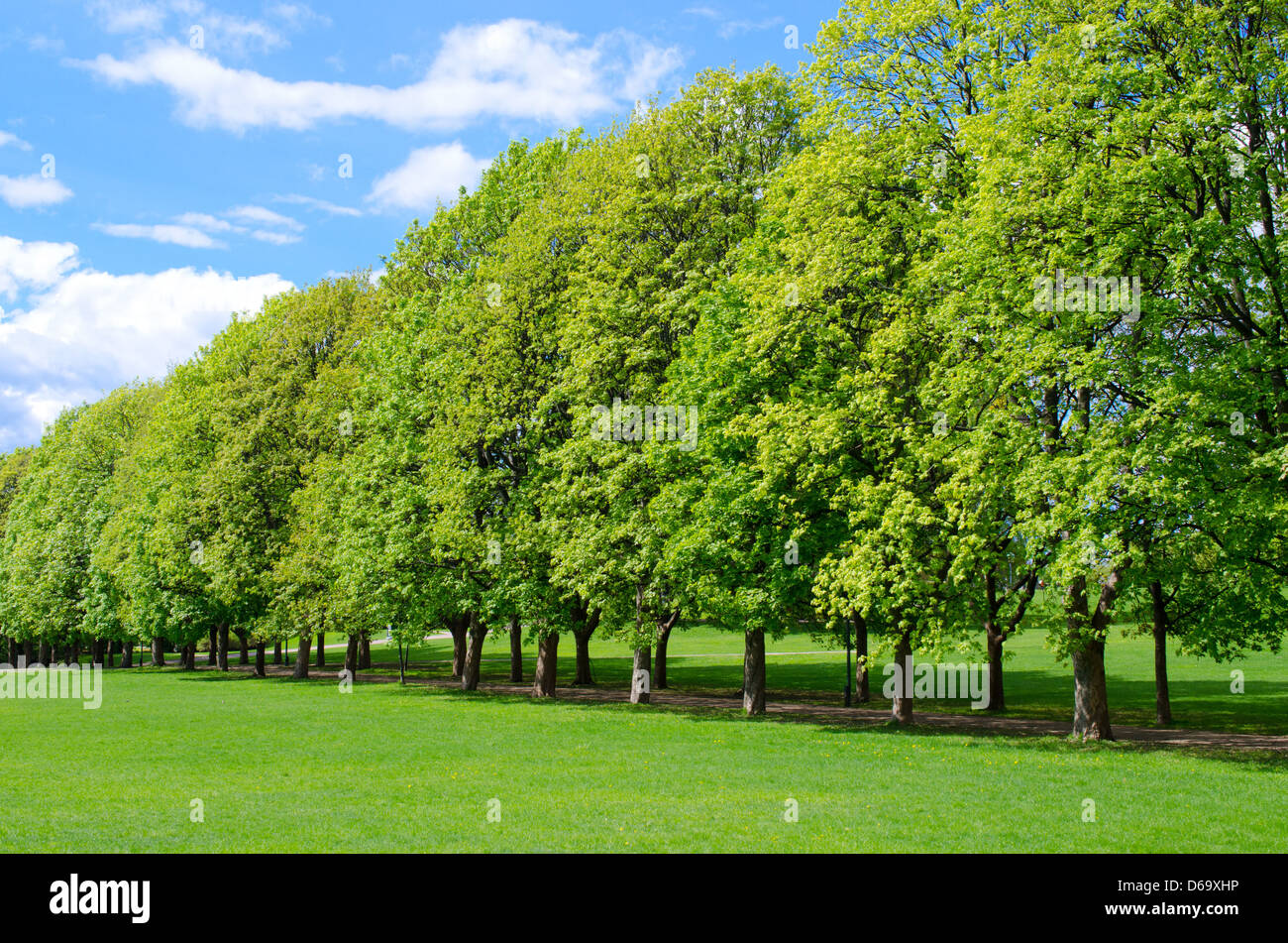 Tree line in front hi-res stock photography and images - Alamy