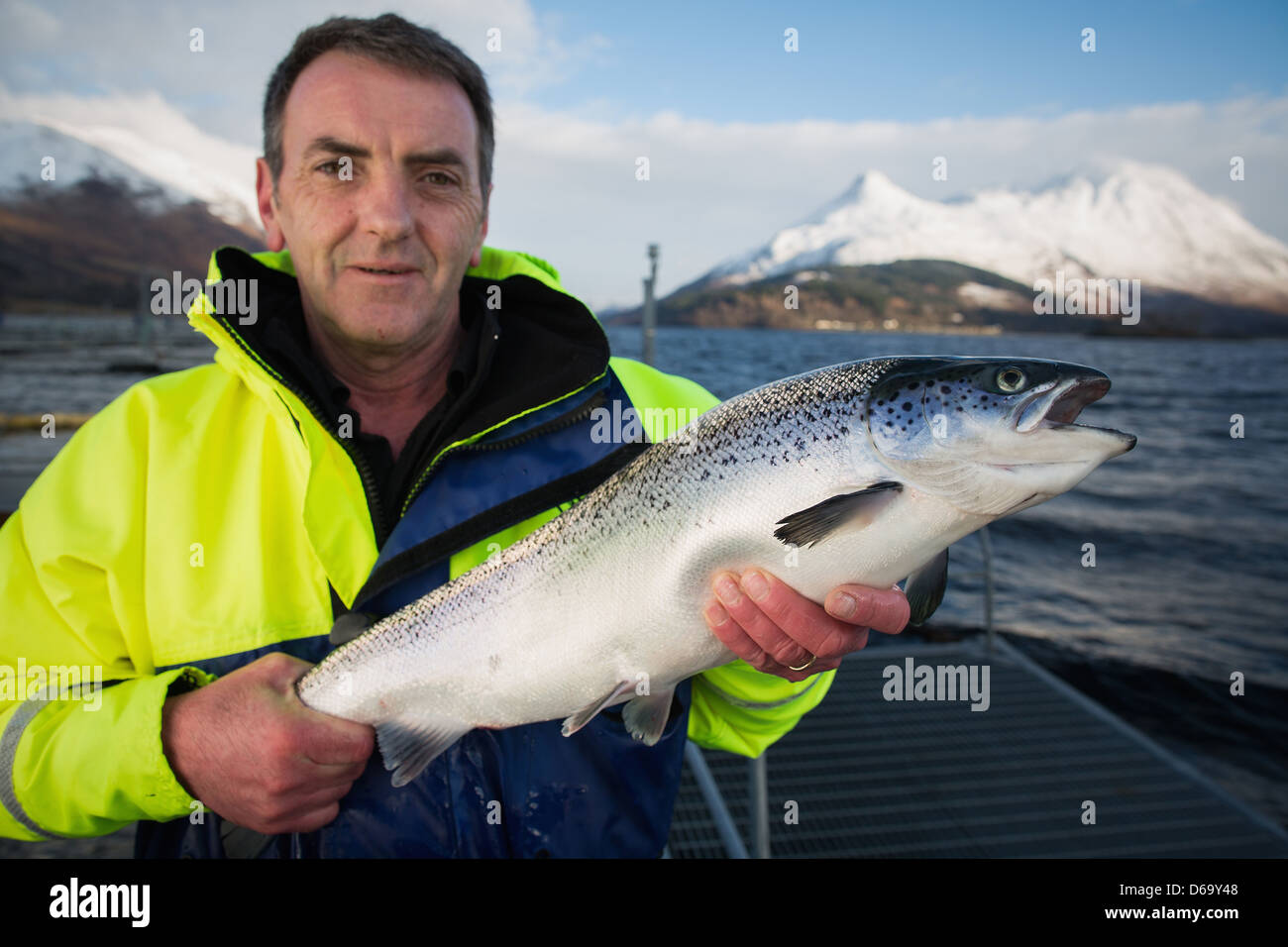 Worker holding farmed salmon Stock Photo - Alamy