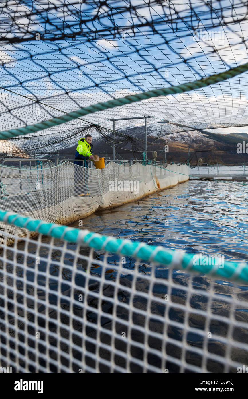 Worker at salmon farm in rural lake Stock Photo - Alamy