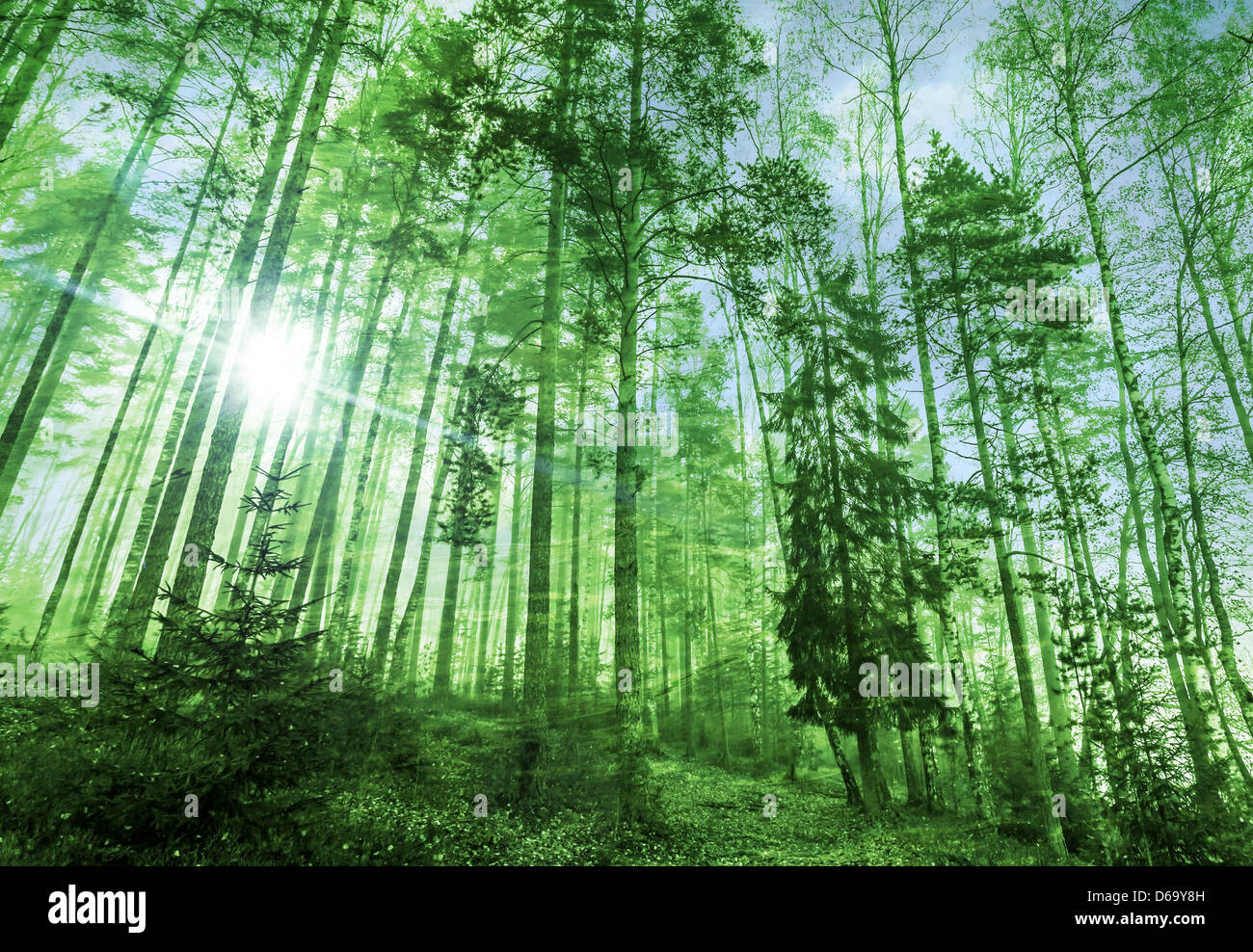 Forest Nature Scenes