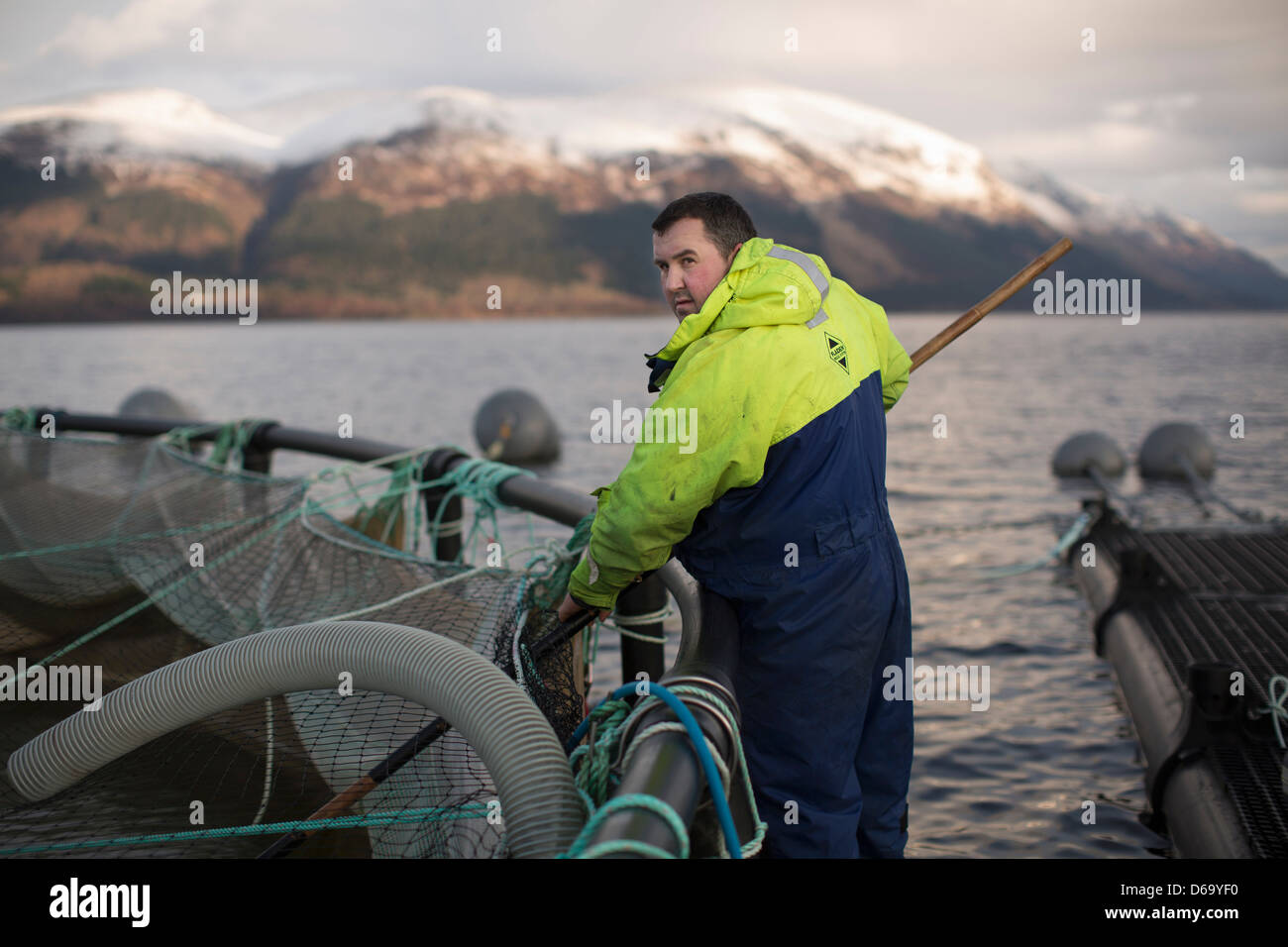 Worker at salmon farm in rural lake Stock Photo - Alamy
