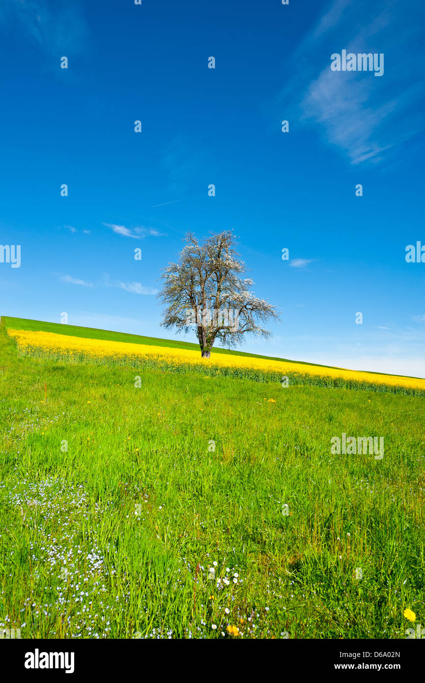 Alfalfa flowering plant hi-res stock photography and images - Alamy