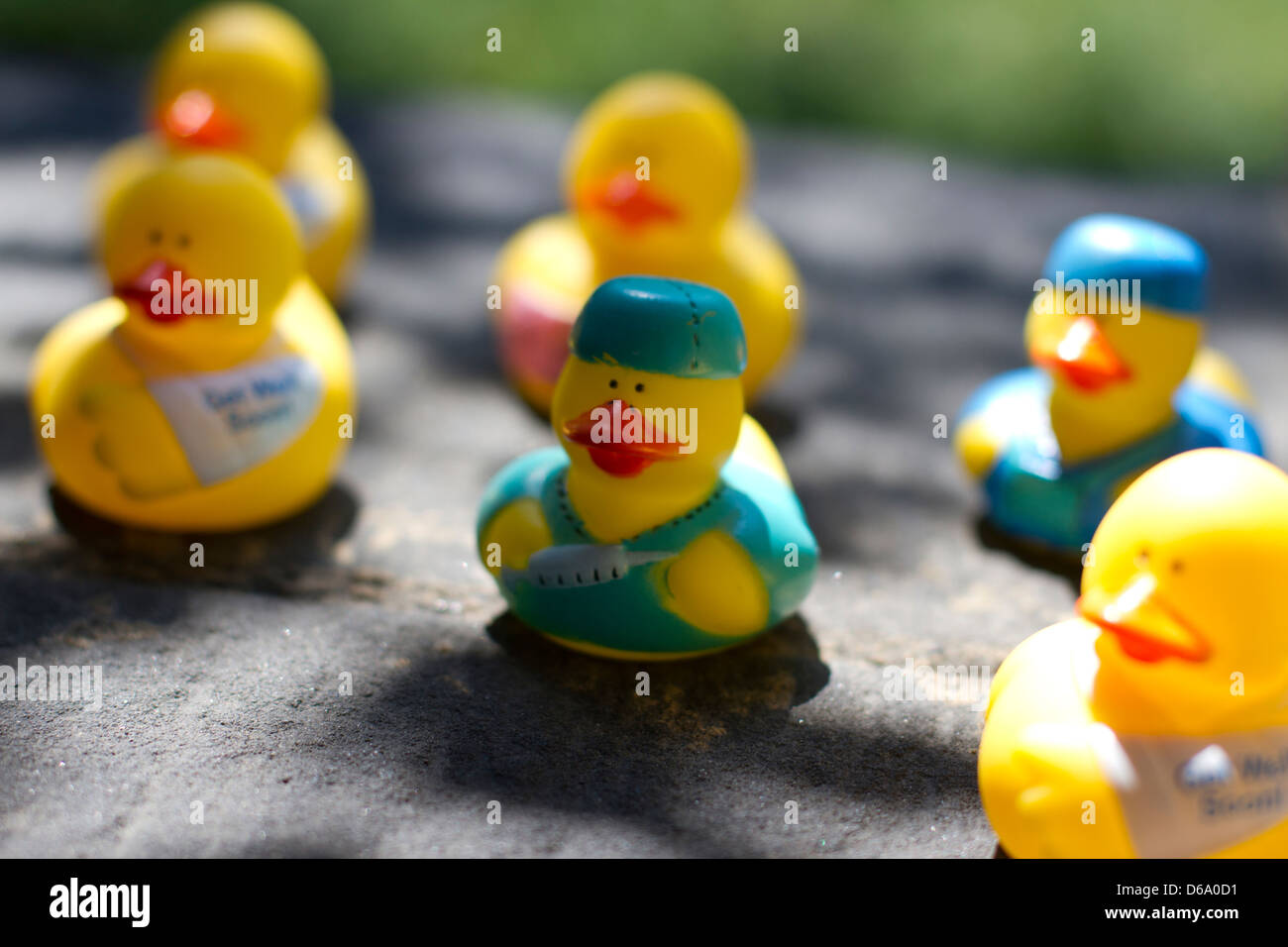 Sick duck hi-res stock photography and images - Alamy