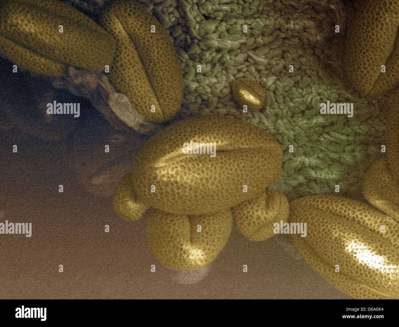 SEM image of pollen grains Stock Photo - Alamy
