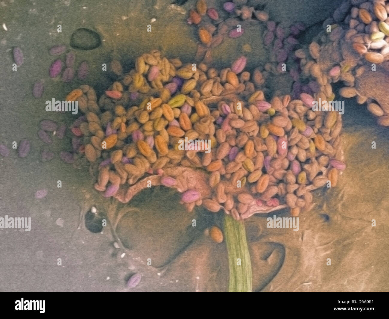 SEM image of pollen grains Stock Photo - Alamy