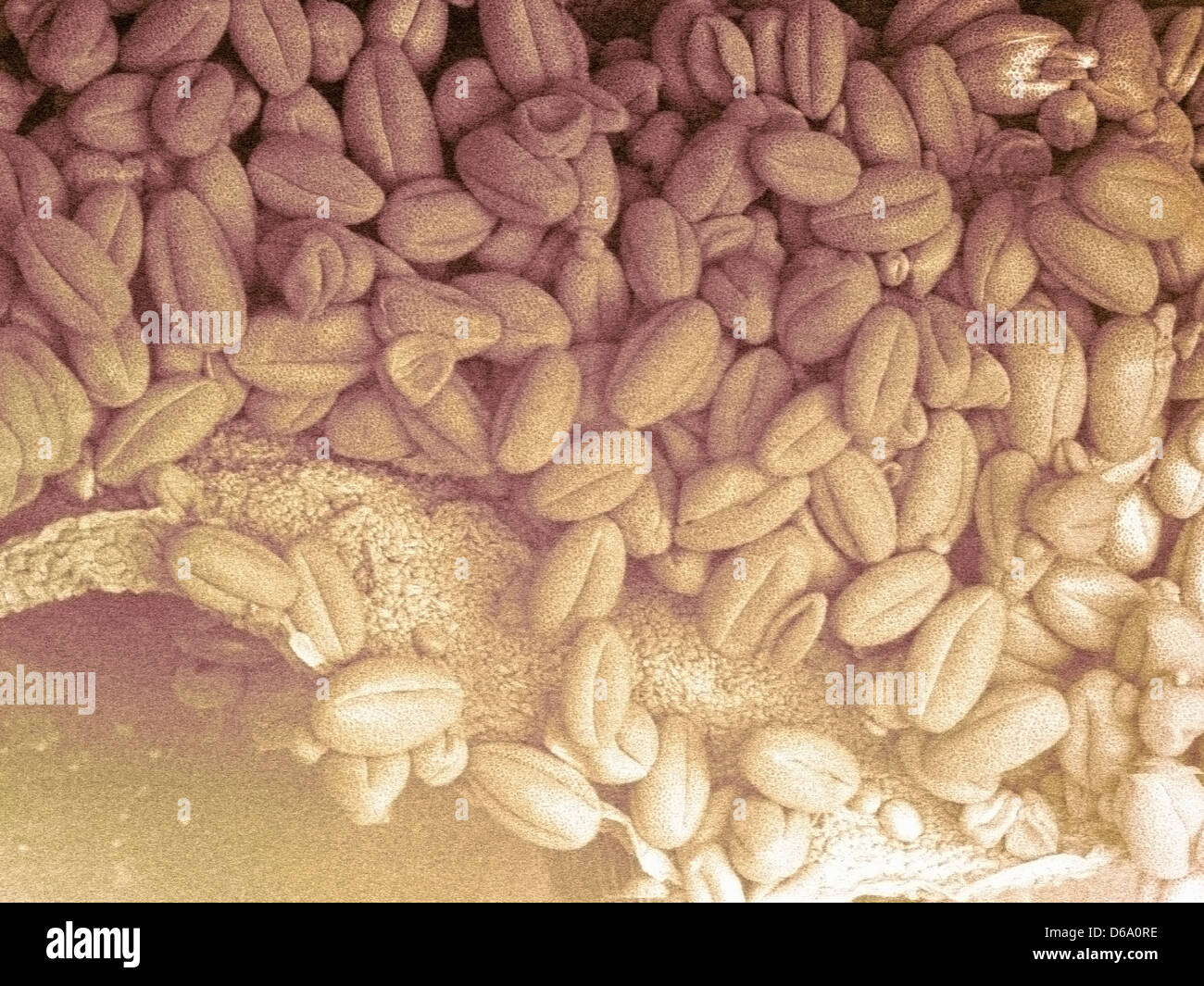 SEM image of pollen grains Stock Photo - Alamy