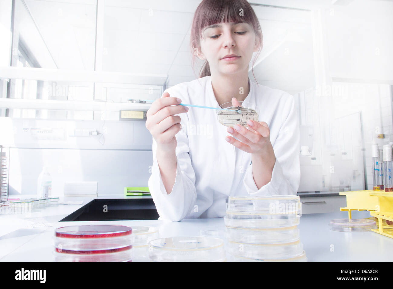 Hair testing lab hi-res stock photography and images - Alamy