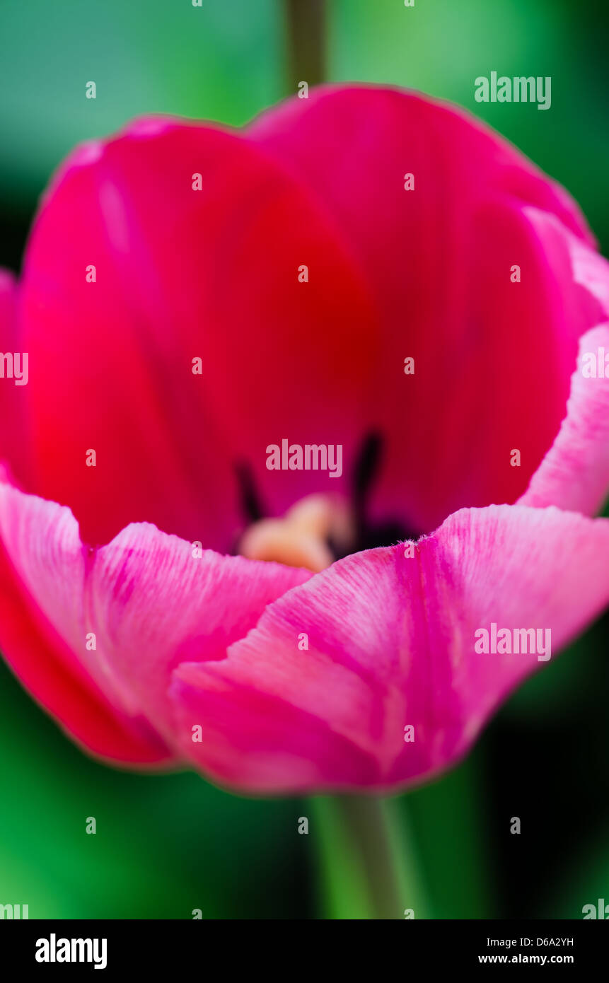 Bright tulip on green background Stock Photo - Alamy