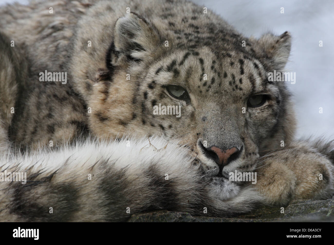 Amur leopard snow hi-res stock photography and images - Alamy