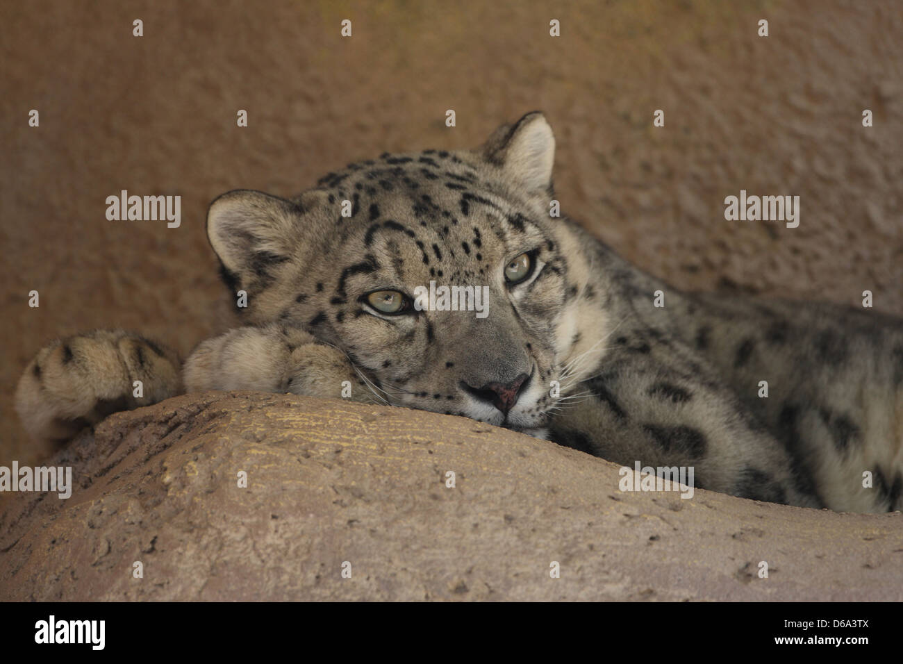 Man with snow leopard hi-res stock photography and images - Alamy