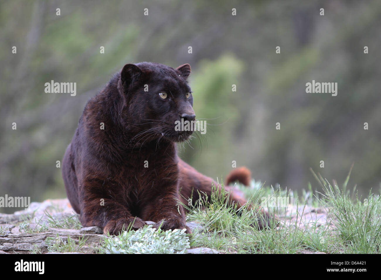 Man with snow leopard hi-res stock photography and images - Alamy