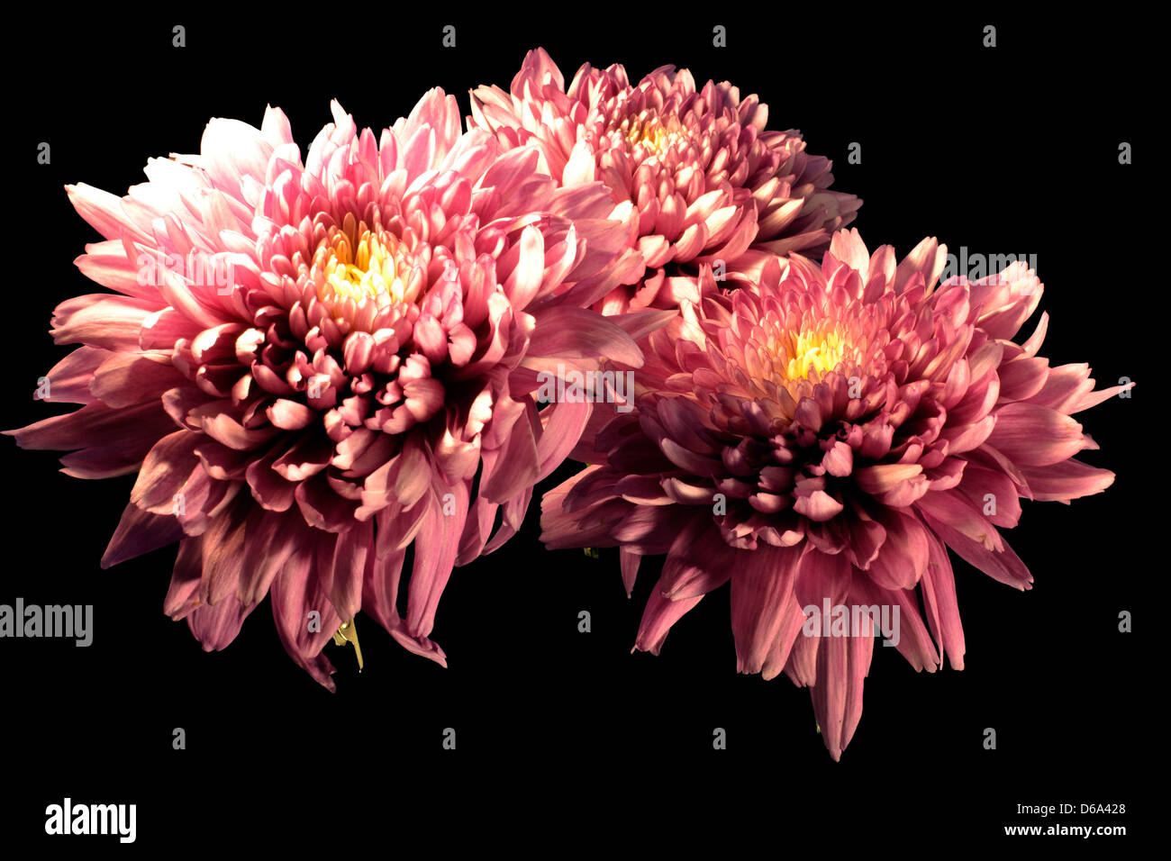 Three flowers hi-res stock photography and images - Alamy