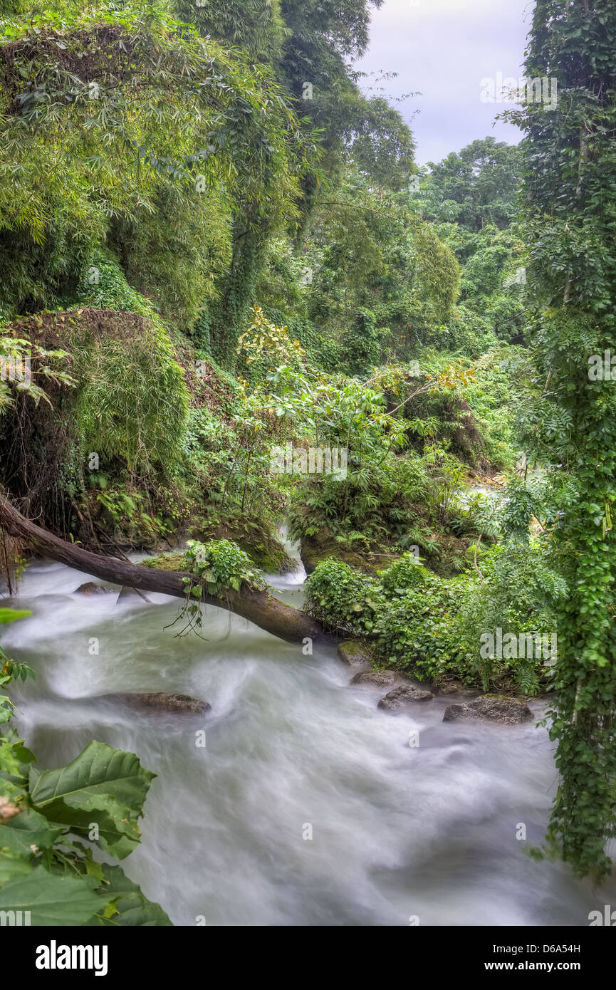 River in Jamaican forest, Caribbean Stock Photo - Alamy