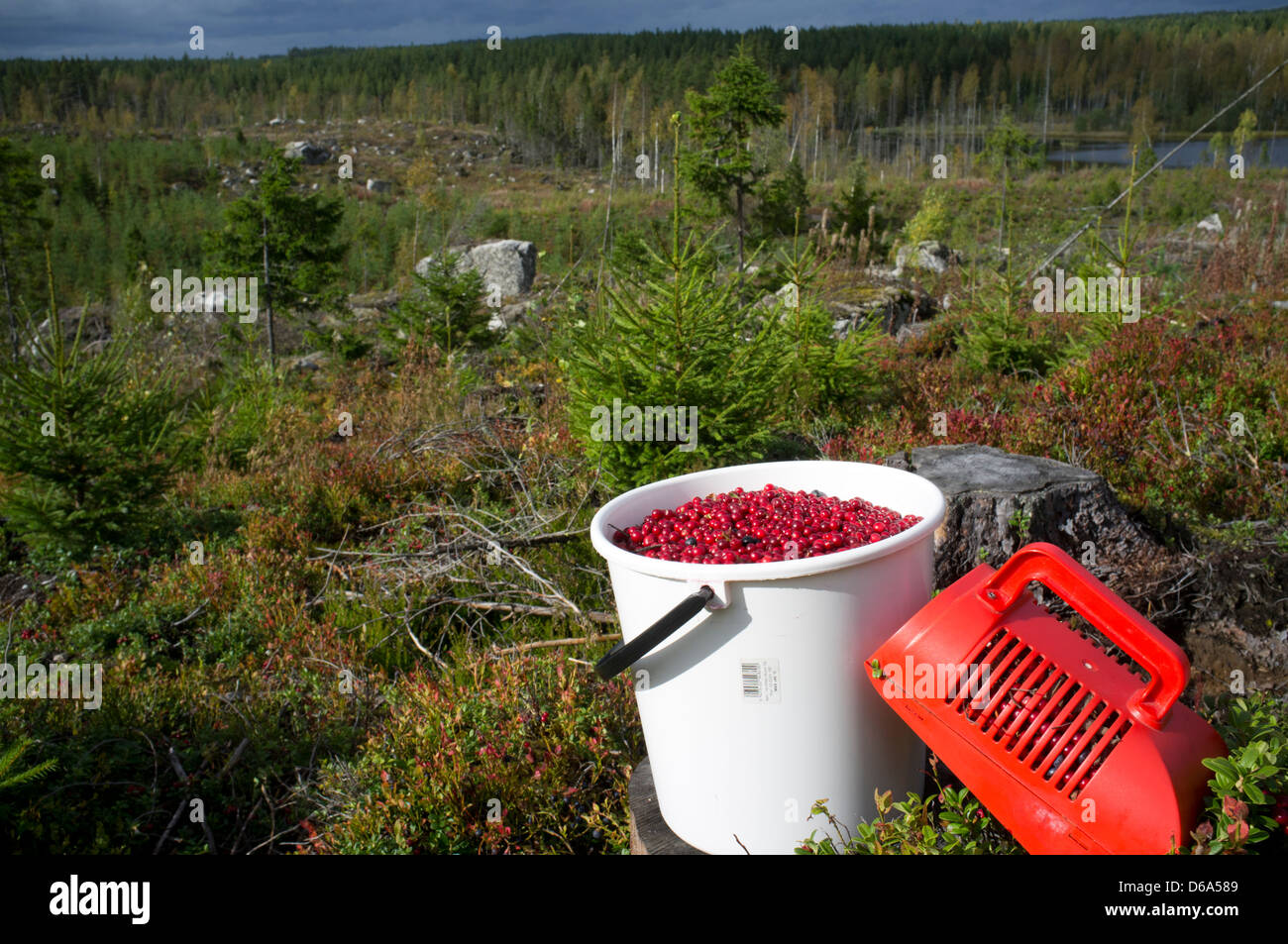Berry Picker High Resolution Stock Photography and Images - Alamy