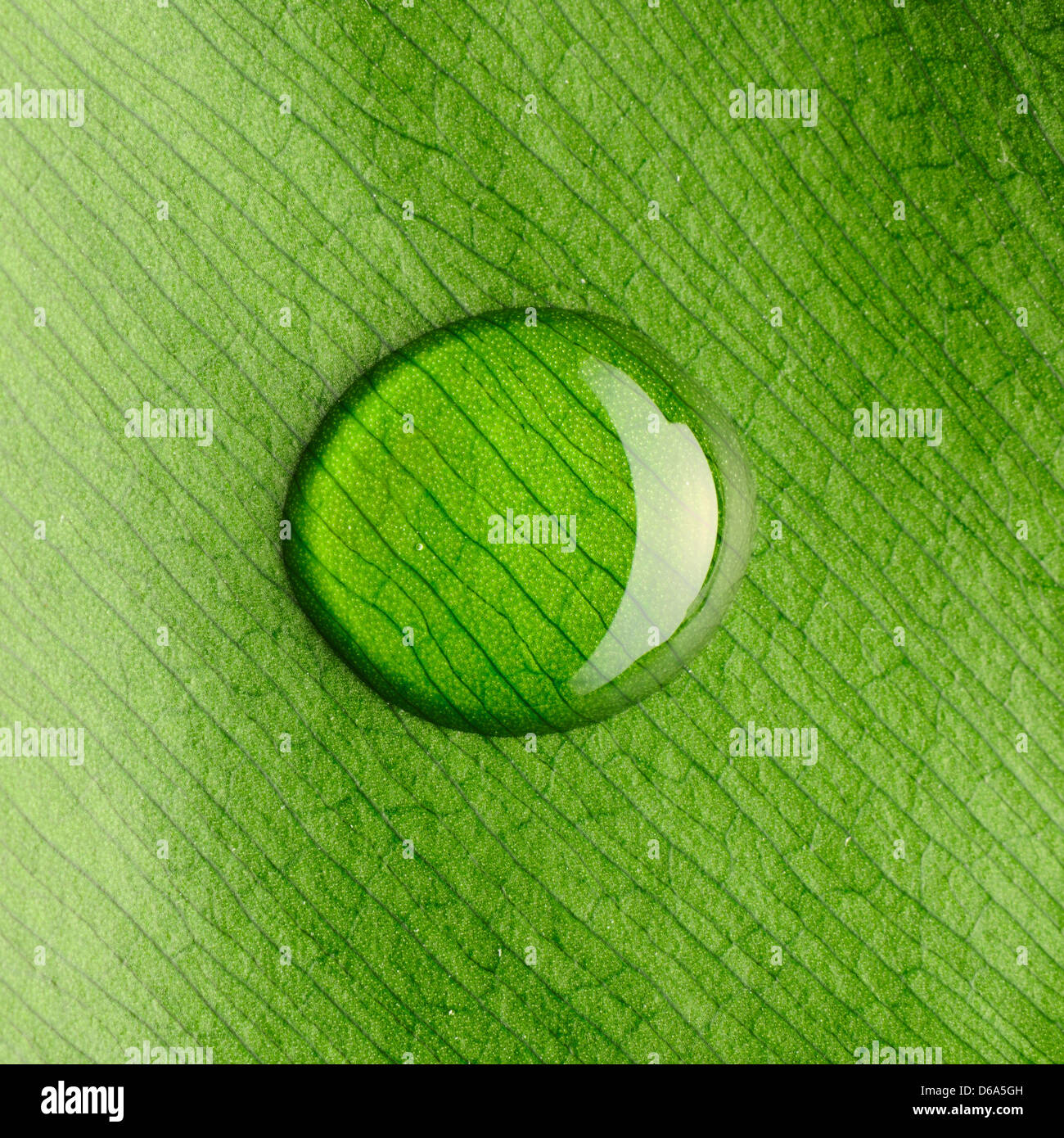 Water drop on leaf Stock Photo - Alamy