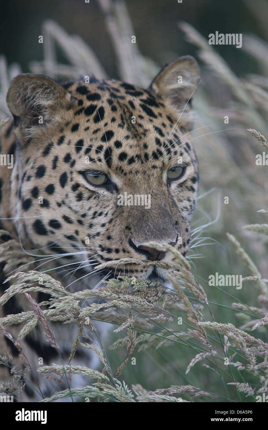 Man with snow leopard hi-res stock photography and images - Alamy
