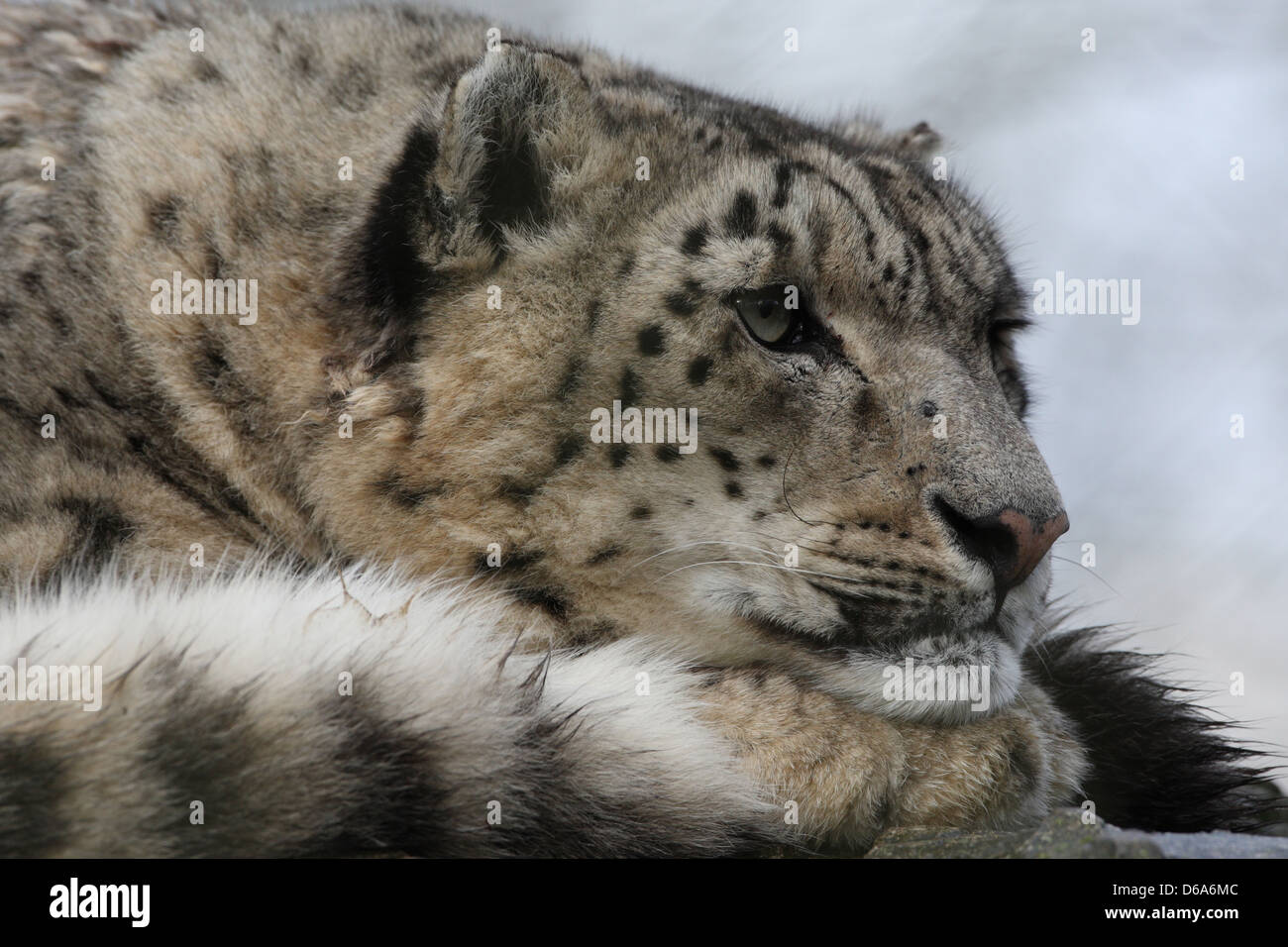 Man with snow leopard hi-res stock photography and images - Alamy