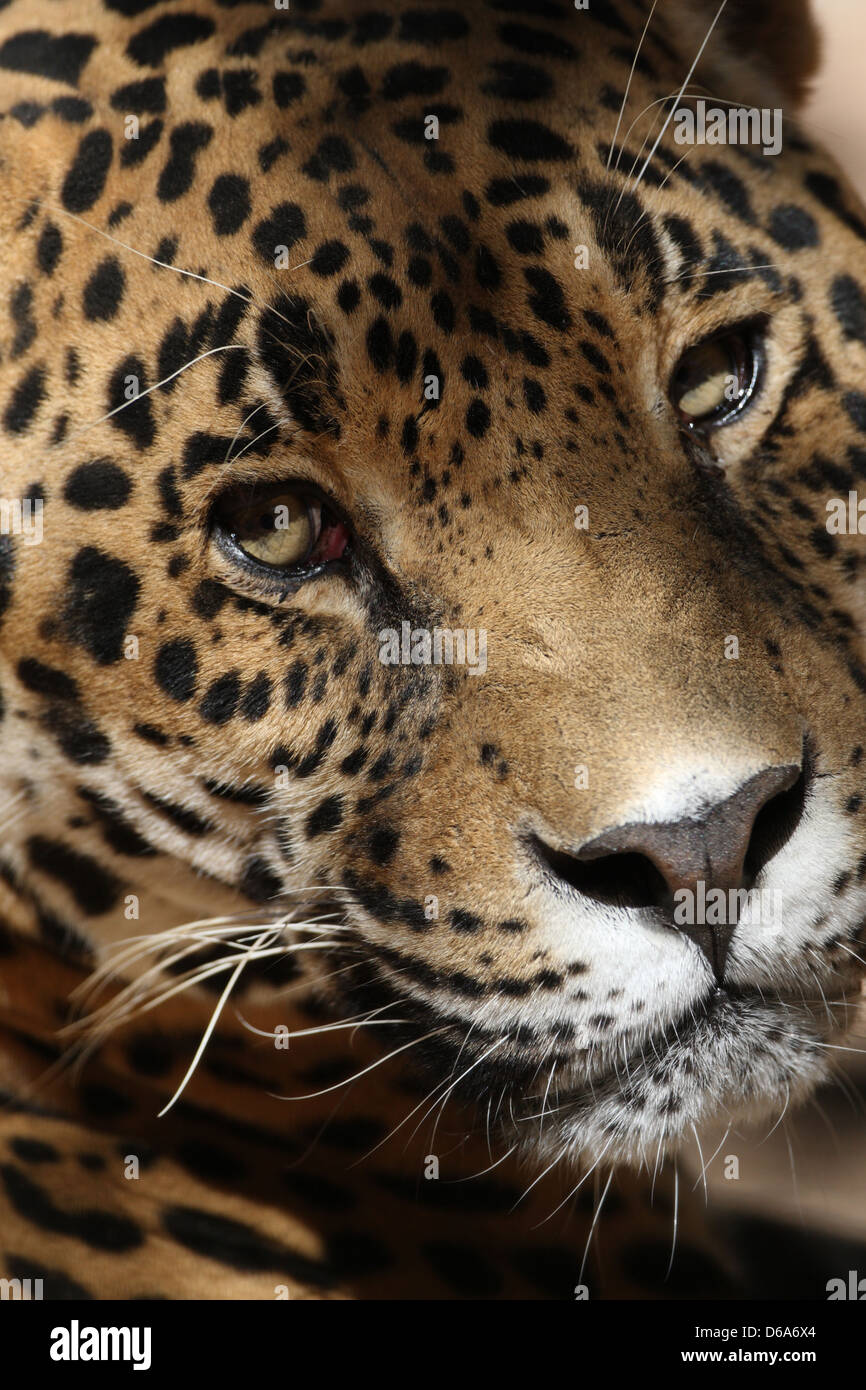Man with snow leopard hi-res stock photography and images - Alamy