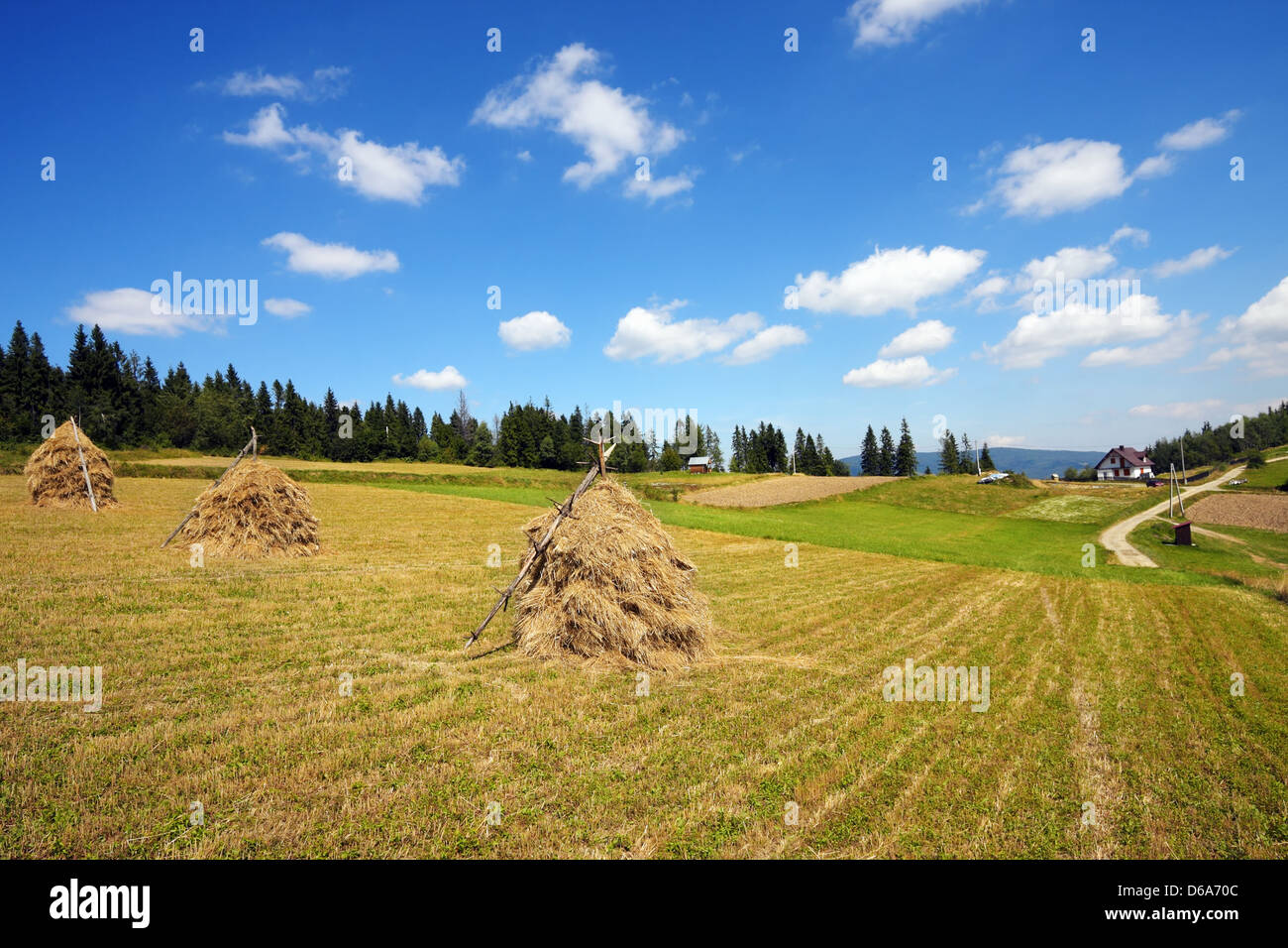 Country summer landscape Stock Photo - Alamy