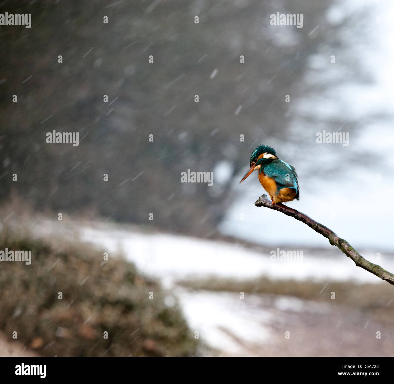 Alcedo atthis - Kingfisher Stock Photo - Alamy