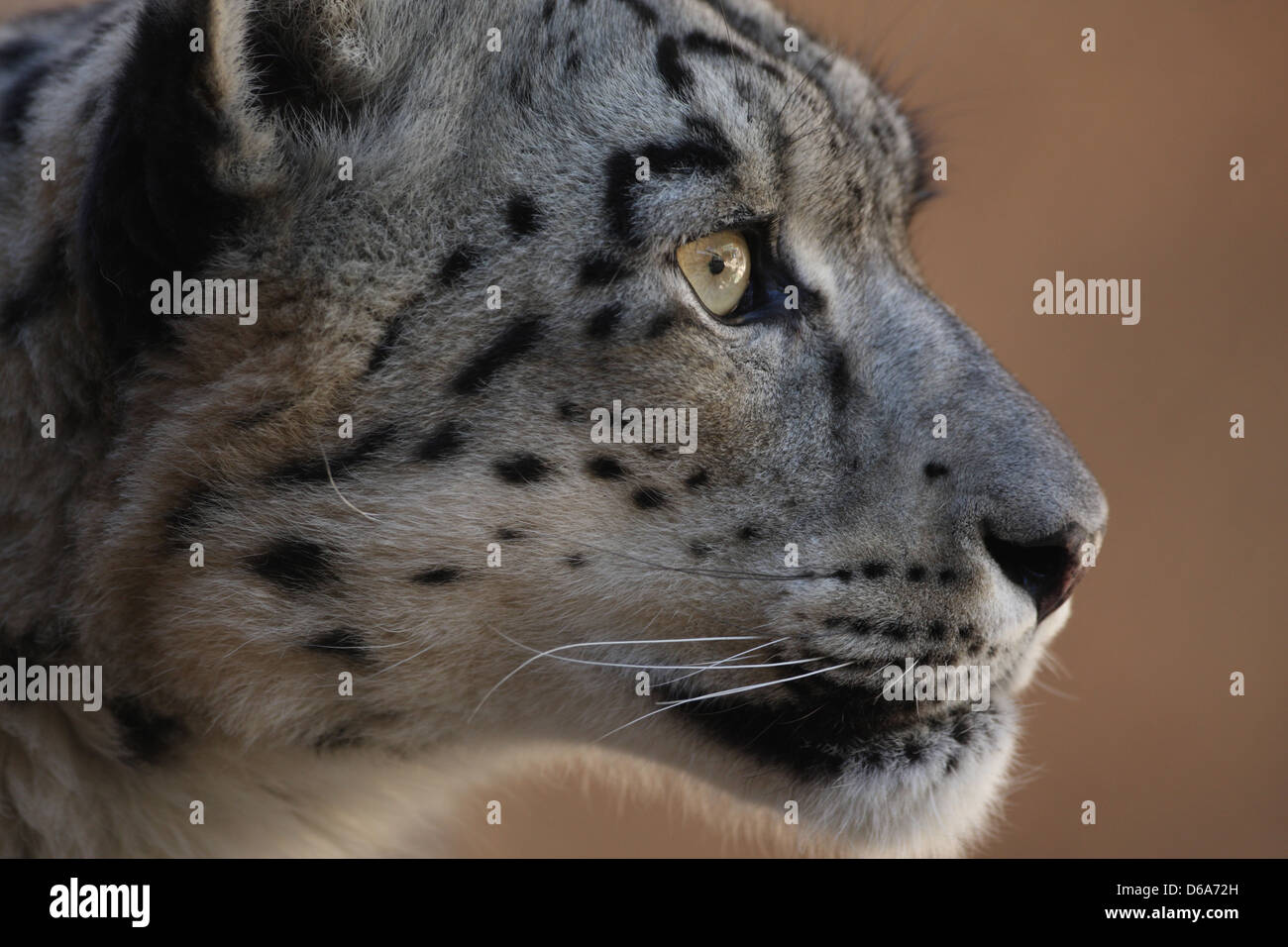 Man with snow leopard hi-res stock photography and images - Alamy