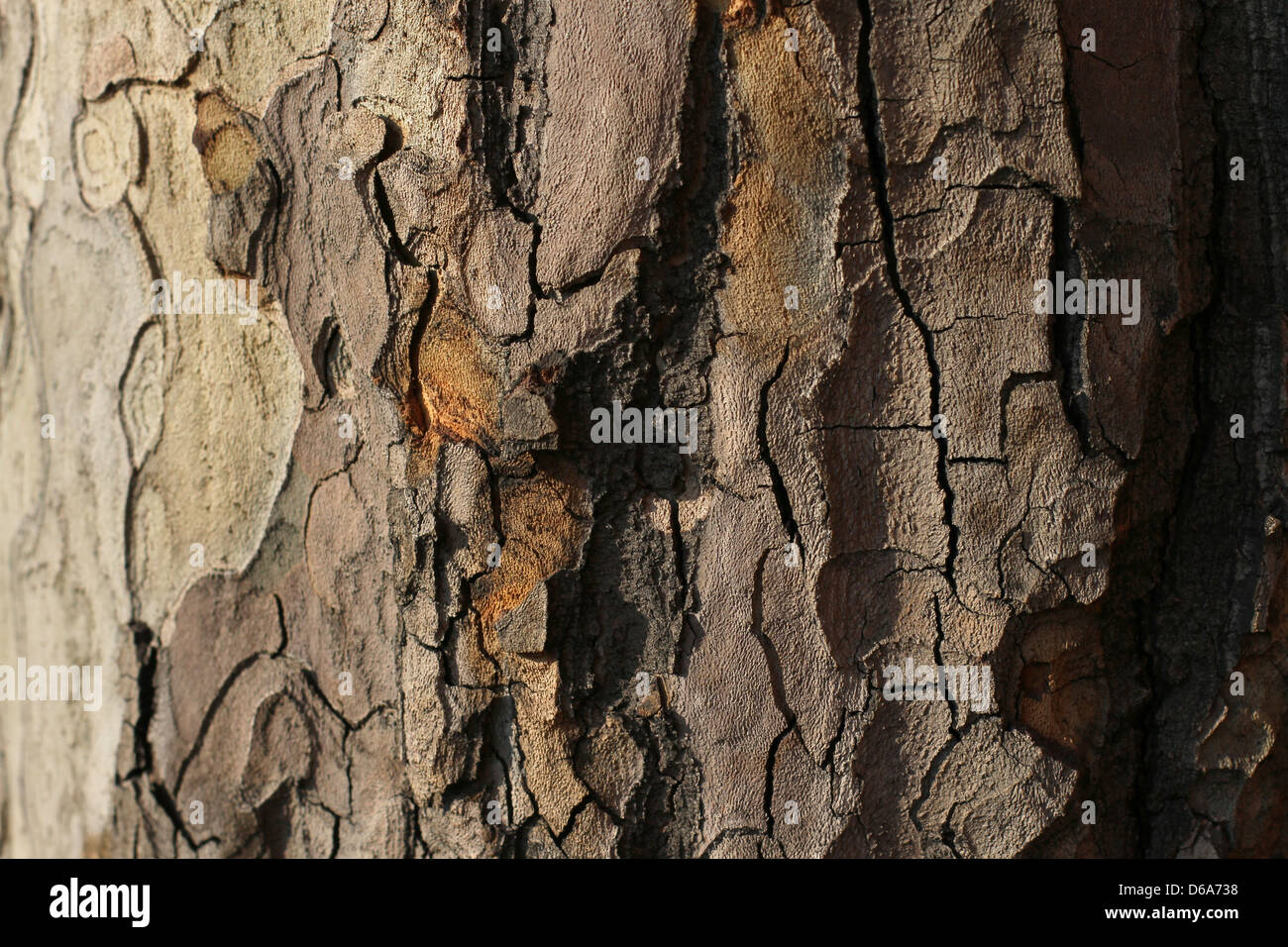 Tree bark texture Stock Photo - Alamy