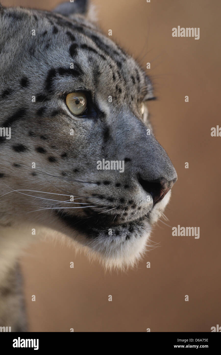 Man with snow leopard hi-res stock photography and images - Alamy