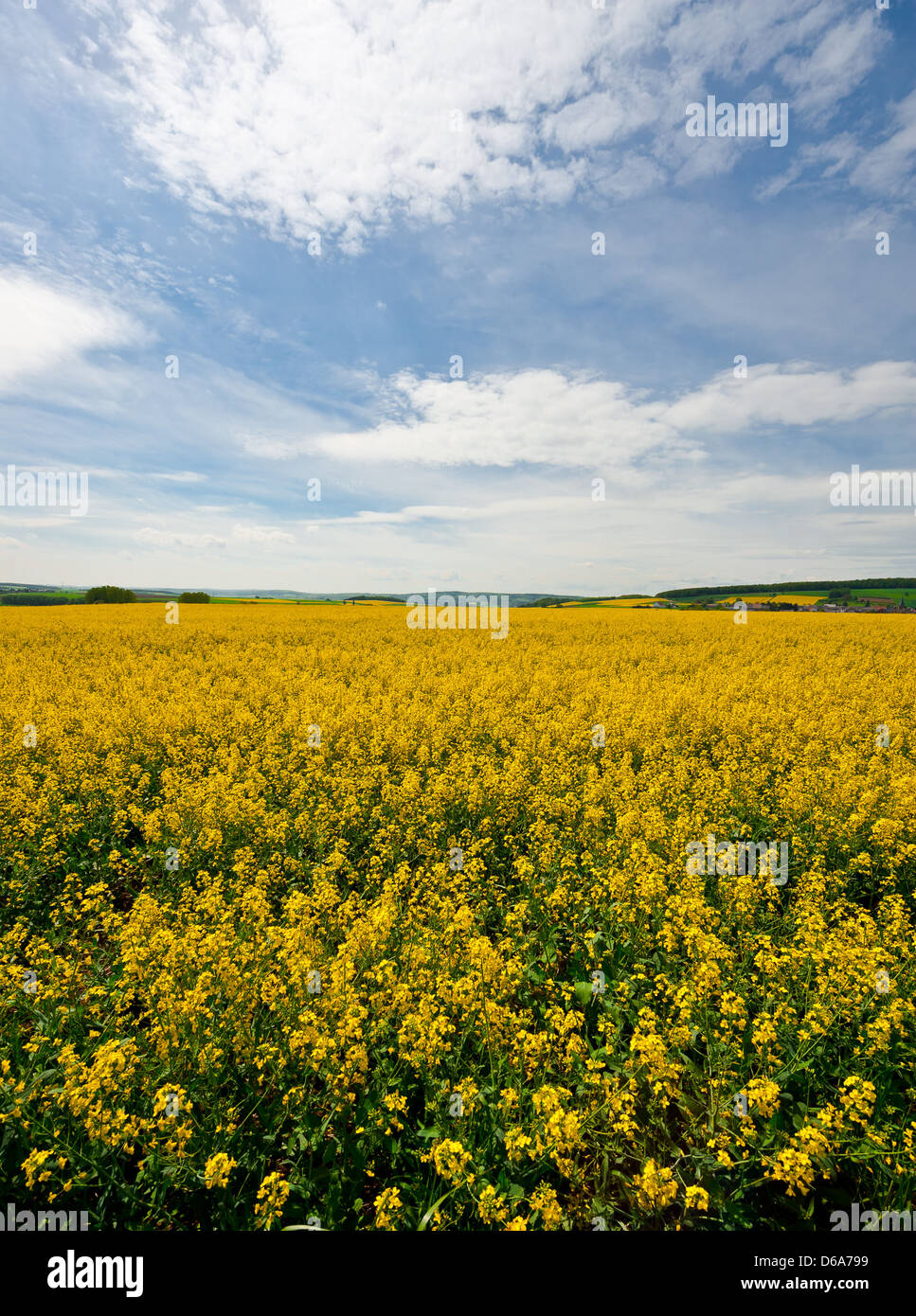 Alfalfa seed field hi-res stock photography and images - Alamy