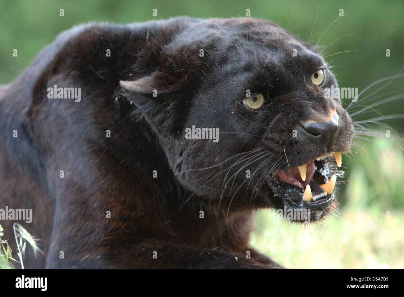 Man with snow leopard hi-res stock photography and images - Alamy