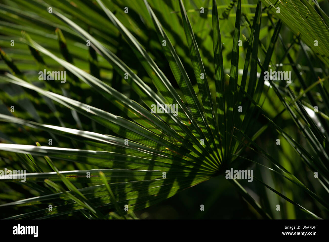 Fan leaf hi-res stock photography and images - Alamy