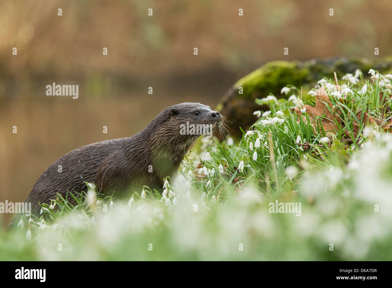 Otter (Lutra lutra Stock Photo - Alamy