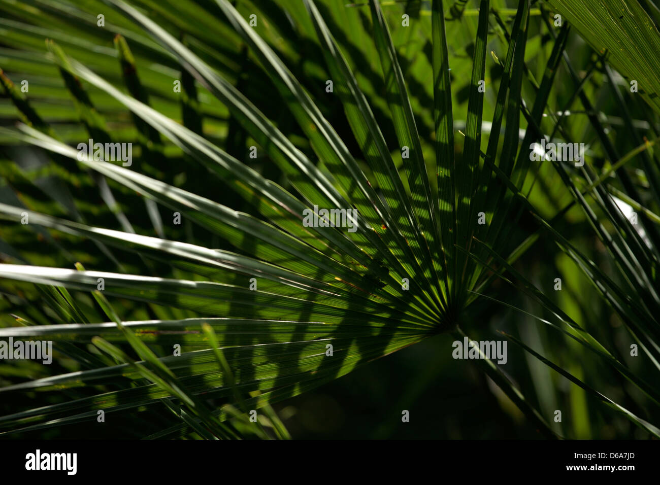 Fan leaf hi-res stock photography and images - Alamy